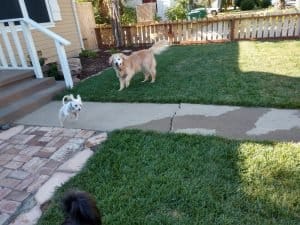 RTF Sod – Rhizomatous Tall Fescue Grass - McKellip Sod Farm