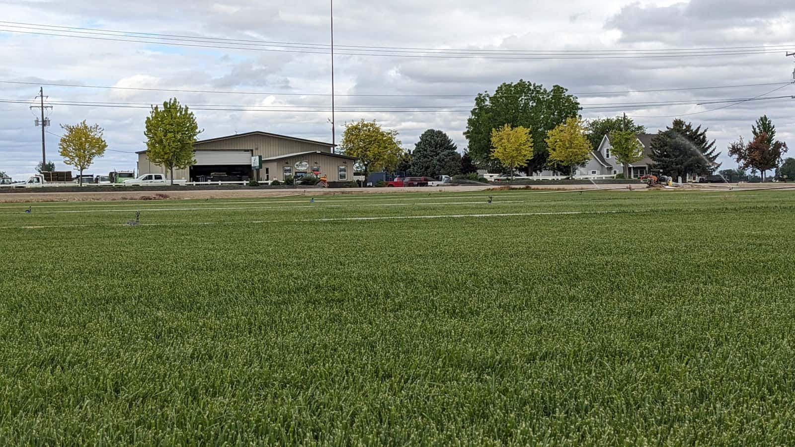 RTF Sod – Rhizomatous Tall Fescue Grass - McKellip Sod Farm